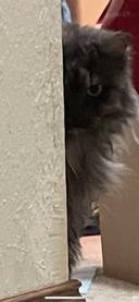 Crying Face Meme Generator