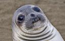 Badges we dont need no stinking badges Meme Generator