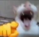 mewing Meme Generator