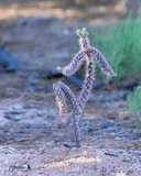 Greedy Pipe Man Meme Generator