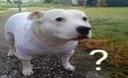Dog question mark Meme Generator