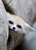 Zootopia Sloth Meme Generator