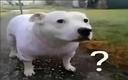 Dhar Mann Thumbnail Maker (Bully Edition) Meme Generator