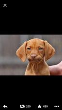 Stickbug meme Meme Generator