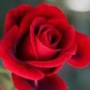 Troll Link Meme Generator